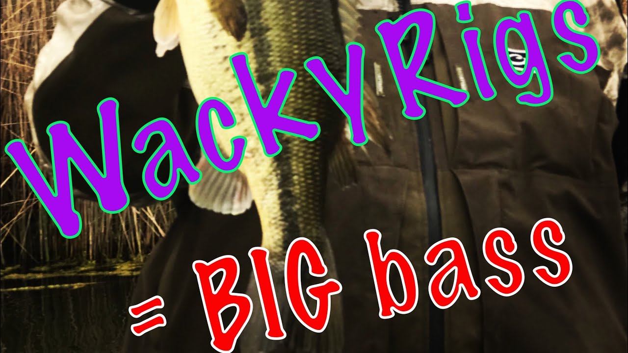 Wacky Rig BIG Bass Fishing - How to wacky rig for bass - YouTube