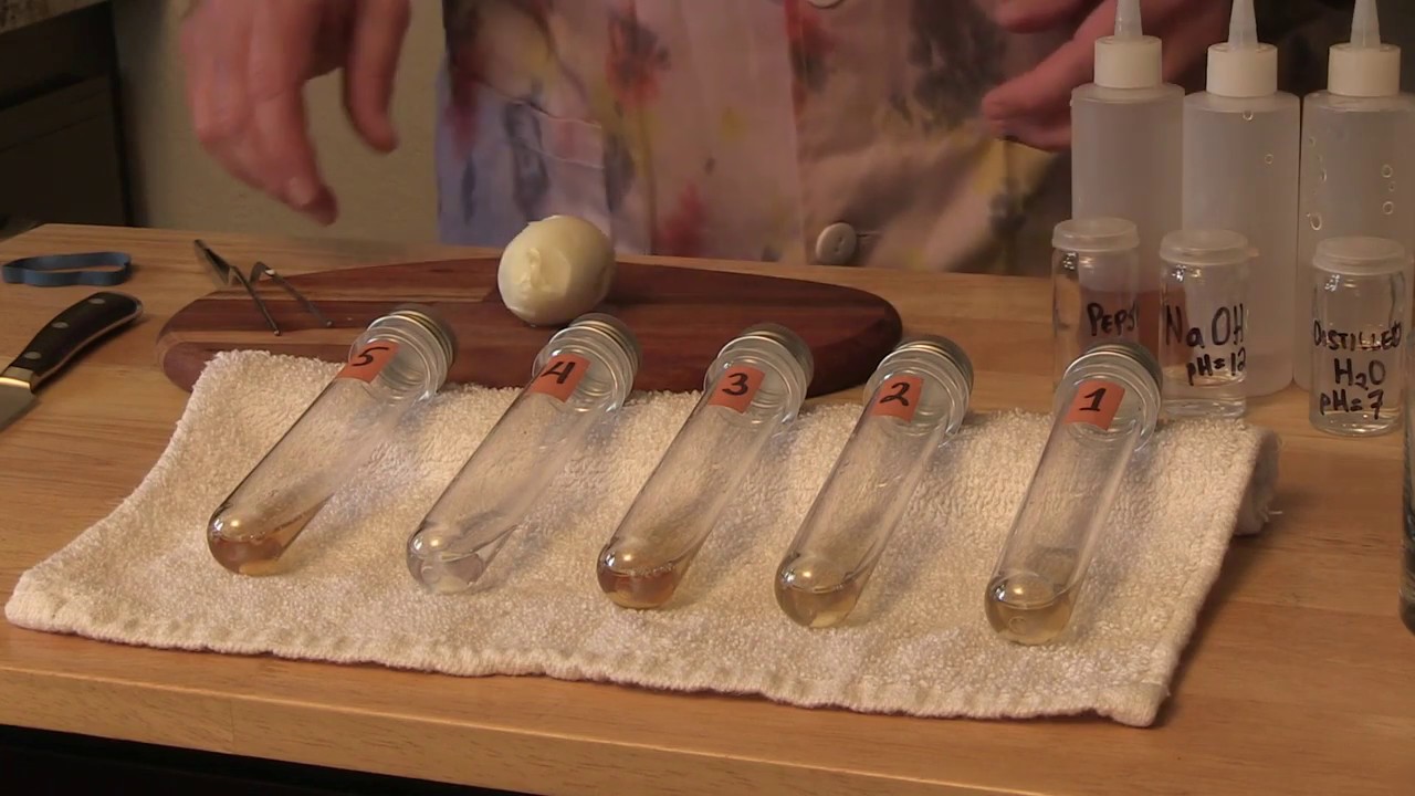 Human A&P: Digestive enzymes lab demo - YouTube