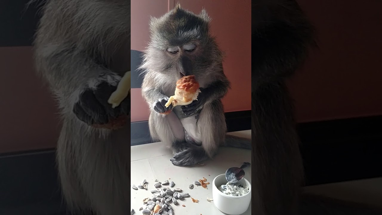 ADORABLE Munchin Monkey - YouTube