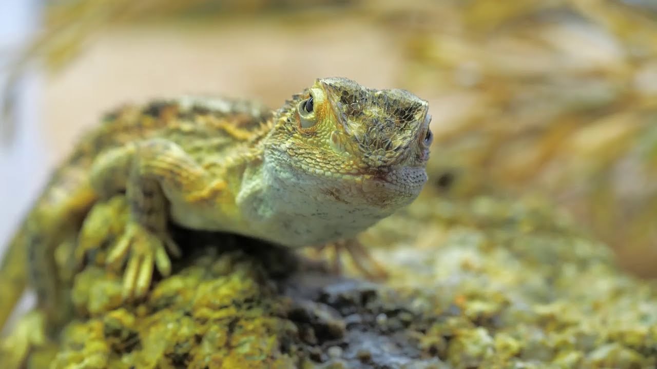 Canberra Grassland Earless Dragon captive breeding program launch 2021 ...