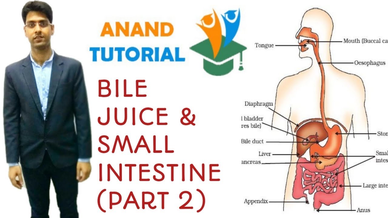 BILE JUICE AND SMALL INTESTINE - YouTube
