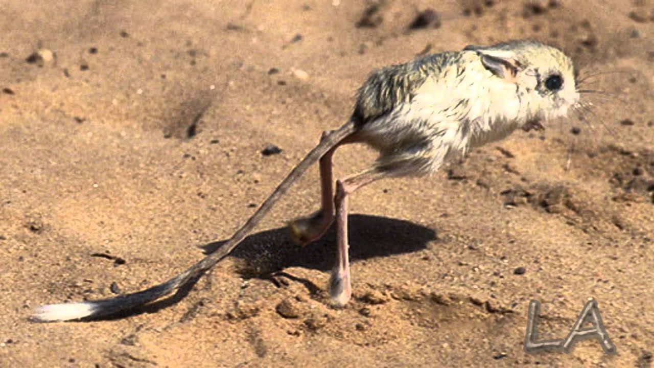 Jerboa - YouTube