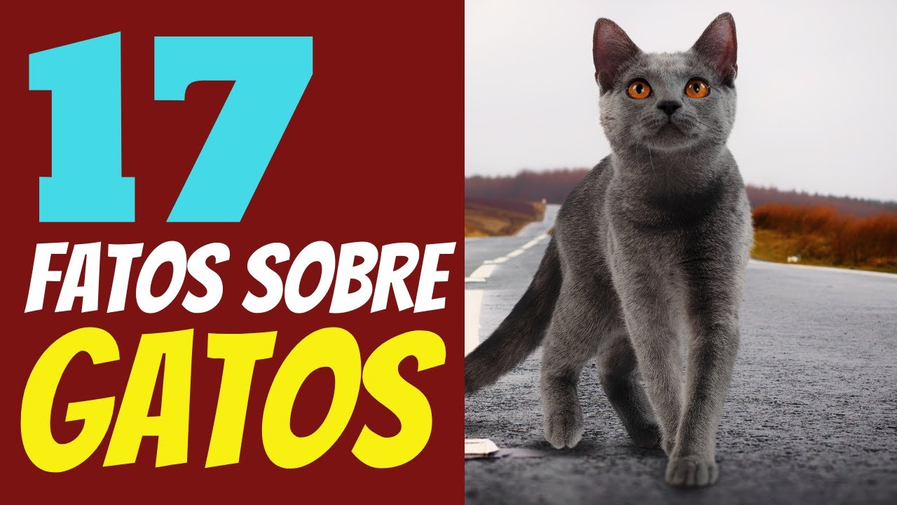 17 FATOS SOBRE GATOS - YouTube
