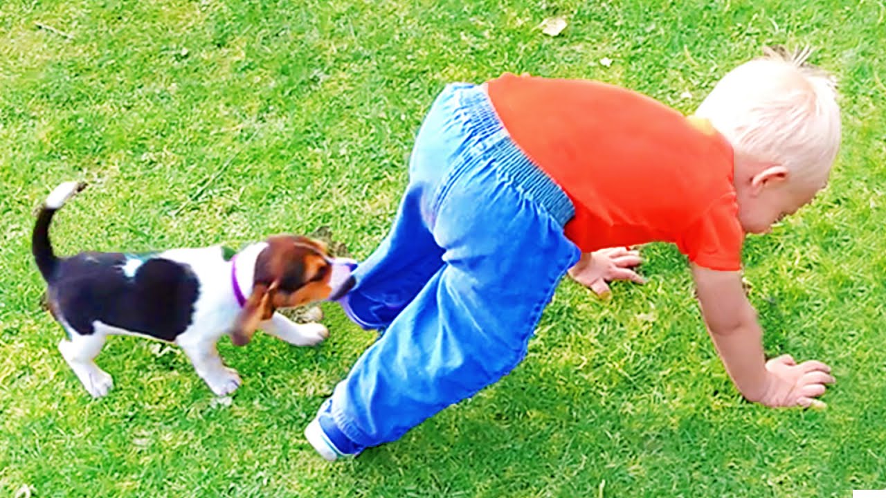 Cutest Moments When Babies Play with Pets - Funny Baby Videos - YouTube