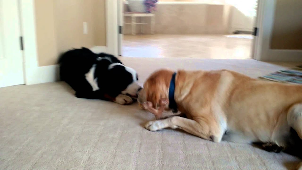 Sad puppy gets her bone stolen - YouTube
