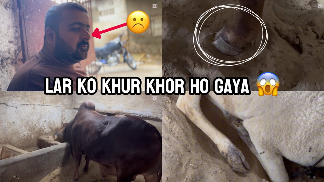 munh khor bemaari kese aati hai ? 😟 | animals | cattle farming | cow ...