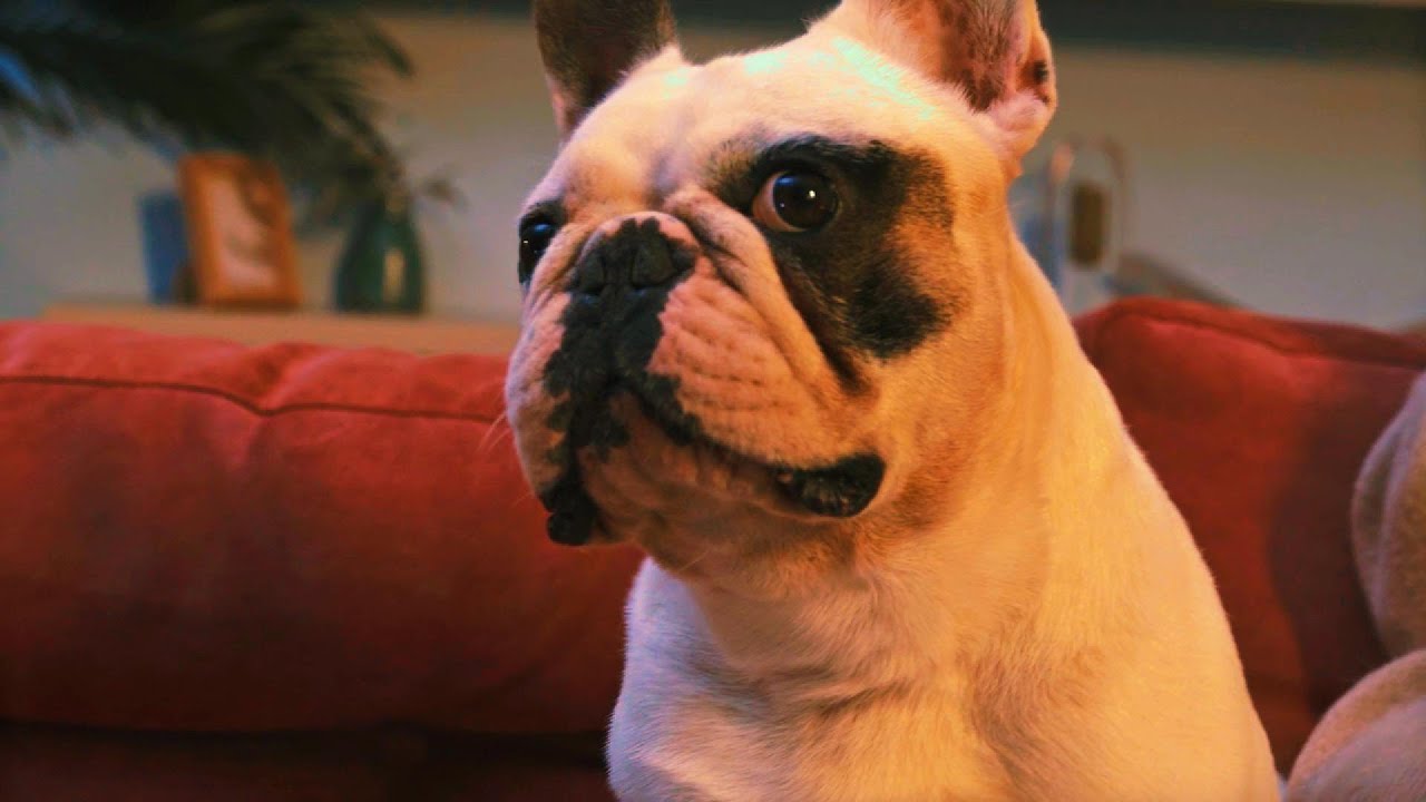 Zeses - Even Still (Official Visualizer) - YouTube