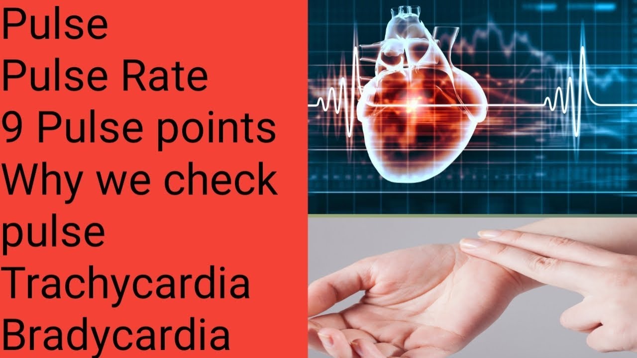 Pulse |Heart Rate |9 Pulse points |how to check Pulse |Apex Pulse ...
