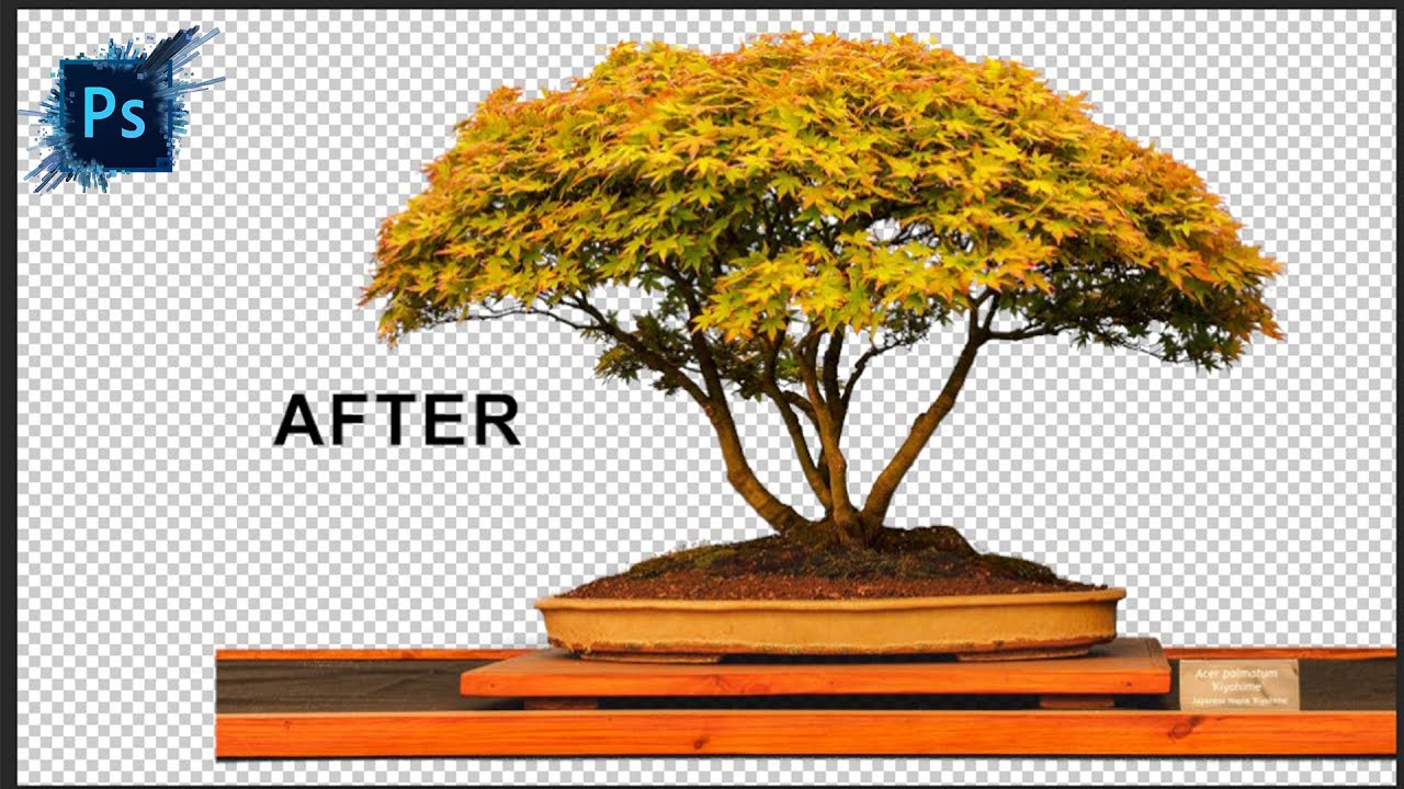 Photoshop Tutorial | How to Cut Out Tree In Photoshop - YouTube