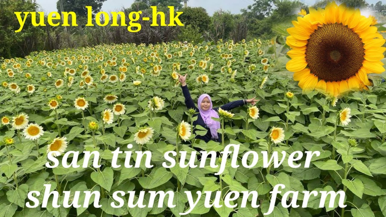 shun sum yuen farm 🌻🌻🌻san tin flower farm - YouTube