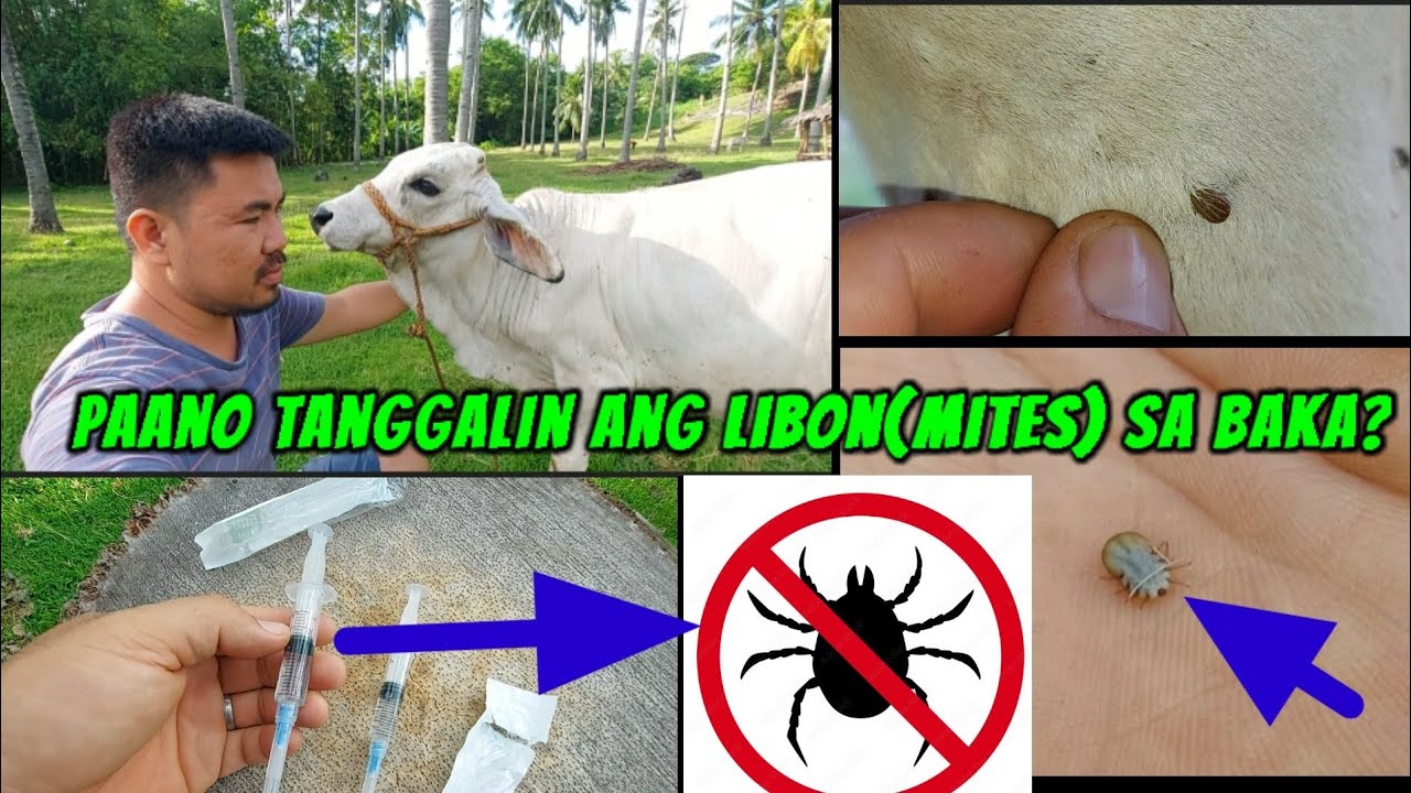 Paano tanggalin ang mga libon (mites) na nakadikit sa balat ng baka ...