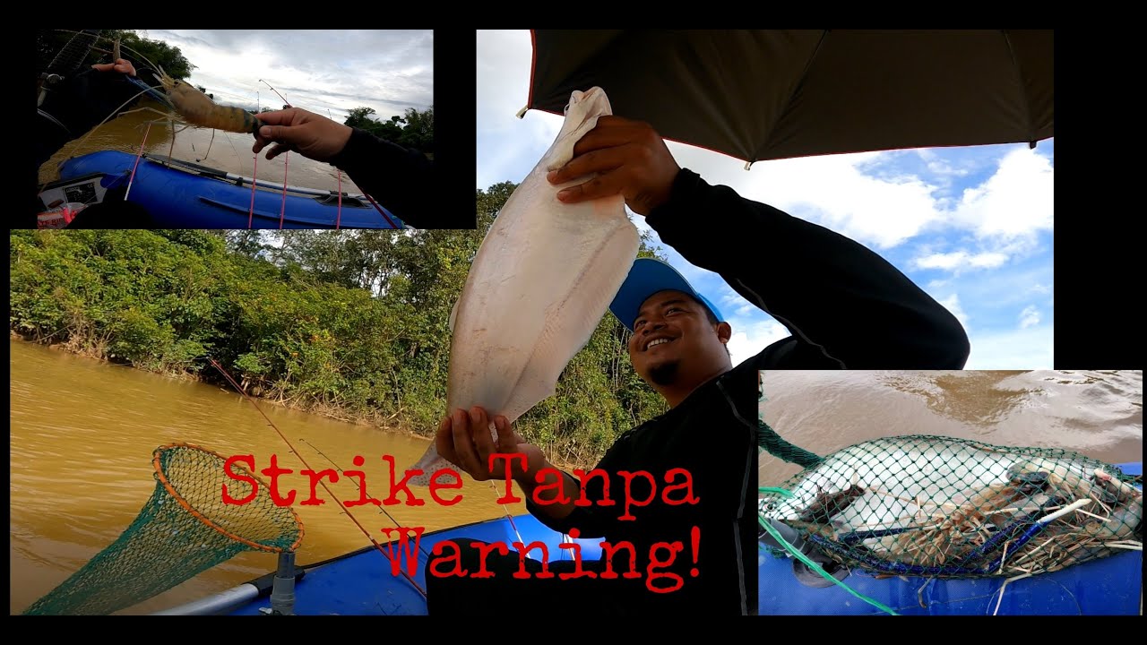 Strike tanpa Amaran!!! Udang galah galak makan sewaktu air pasang ...