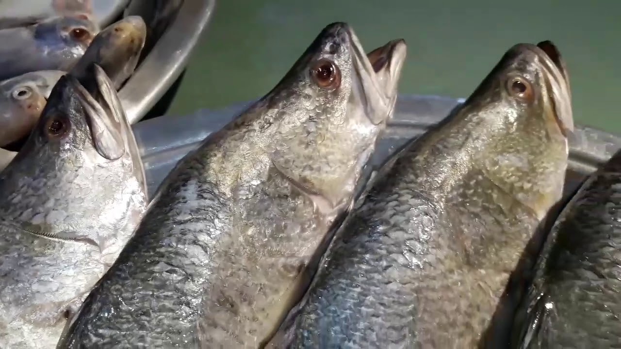 Sea Vetki Small - YouTube