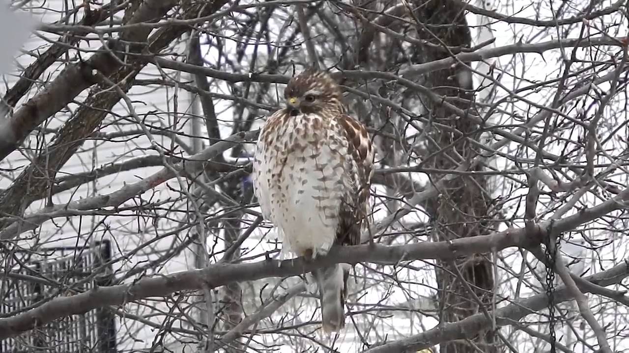 Fluffy hawk - YouTube