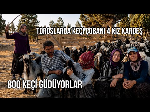KEÇİ ÇOBANLIĞI 4 KIZ KARDEŞİN DAĞLARDA YAŞAMI
