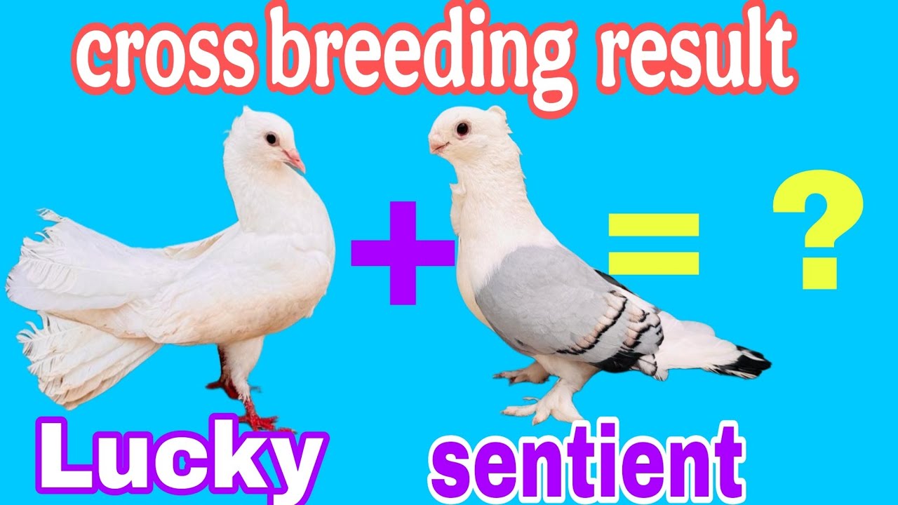 Pigeon Cross Breeding Result | Lucky + Sentient | Pigeon Breeding ...