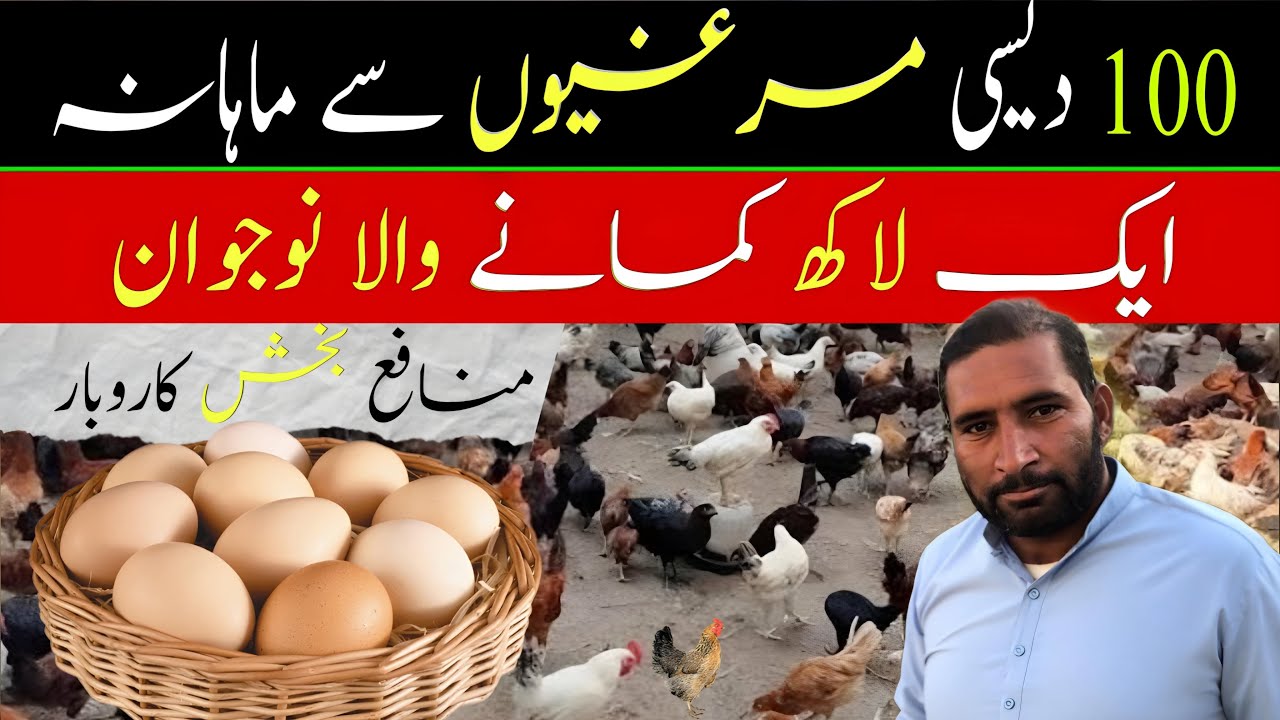 Small Poultry Farming Business at Home || Desi Hen Farming at Home ...