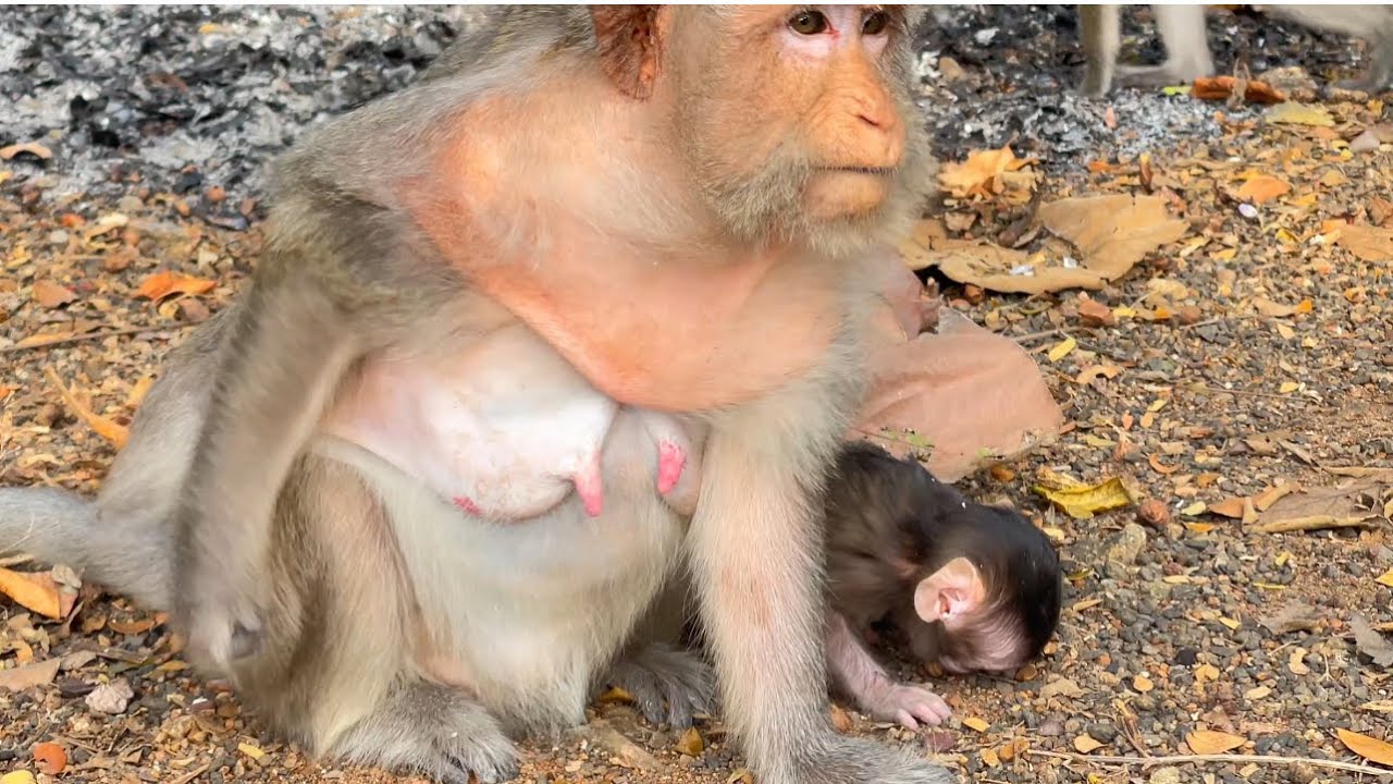Old mother teaches her child to find food🐒 #monkey #babymonkey - YouTube