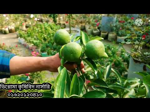Diploma Krishibid nursery || Fruit_Variety_Collection 2022
