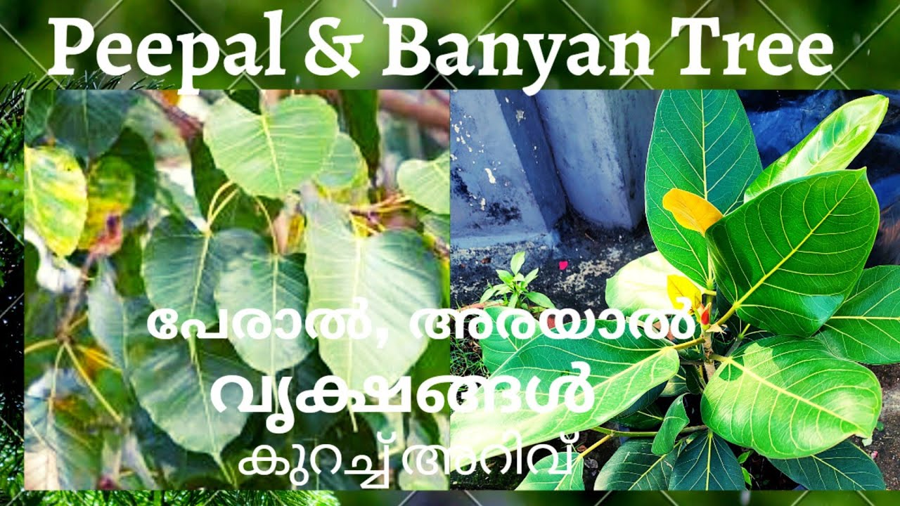 Peepal & Banyan tree/Indian fig tree/ difference പേരാൽ, അരയാ ...