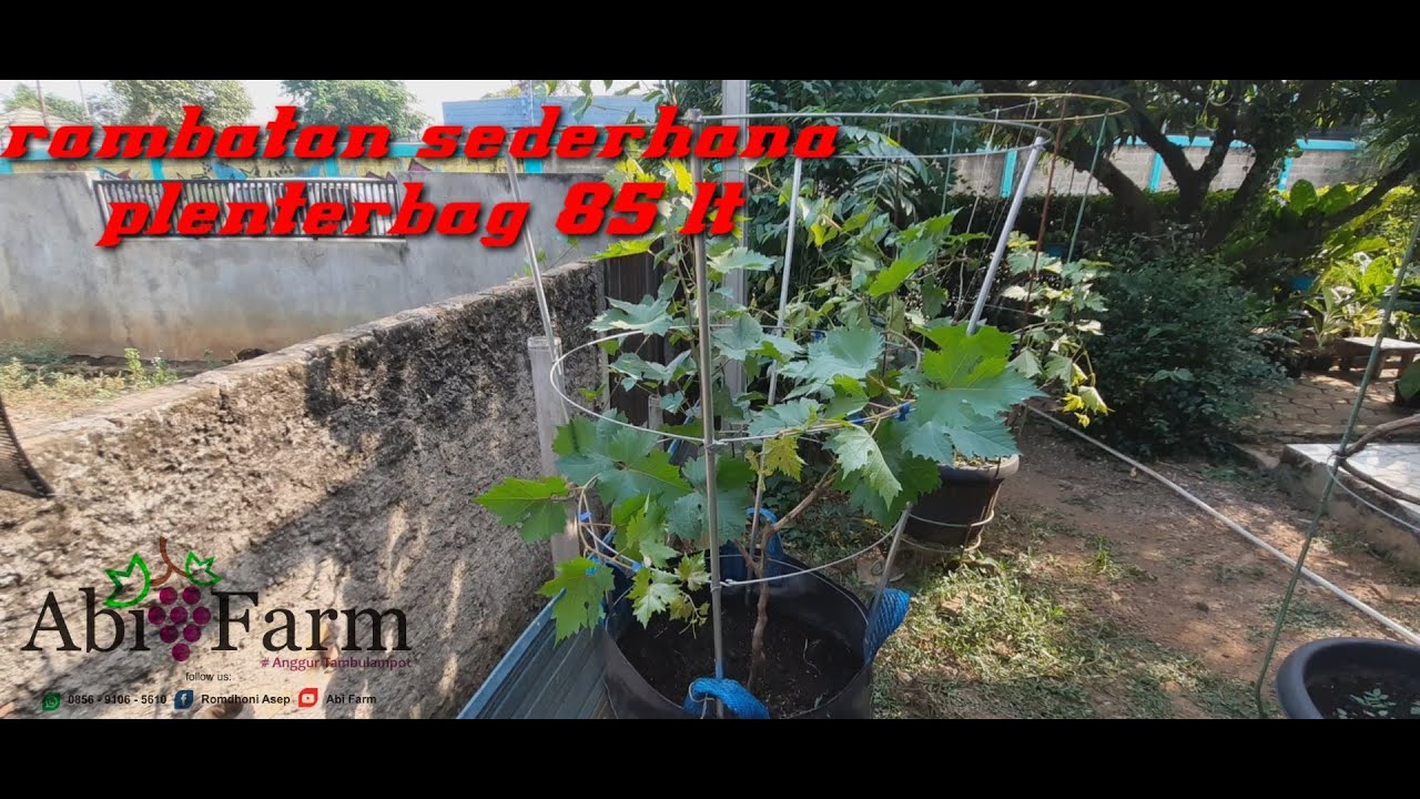 Rambatan sederhana pohon Anggur di planterbag 85 lt - YouTube