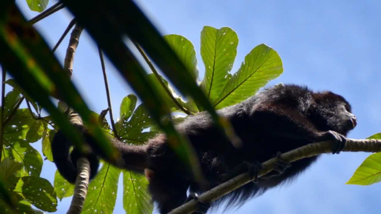 Guatemalan Black Howler Monkey - YouTube