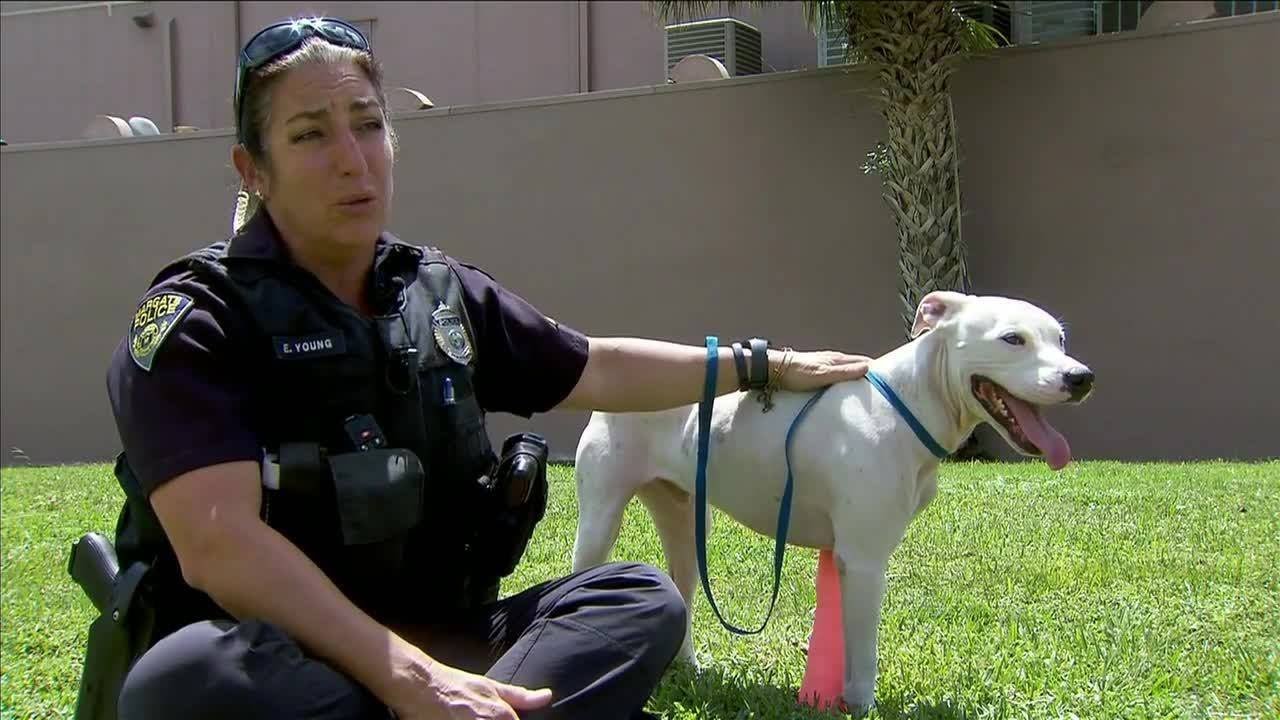 Margate police officer rescues dog struck by car - YouTube