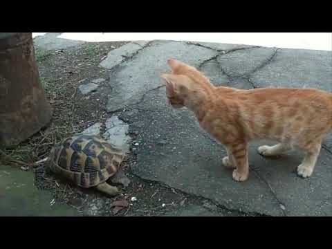 Kedi Ve Kaplumbağa #keşfet sevimli hayvanlar