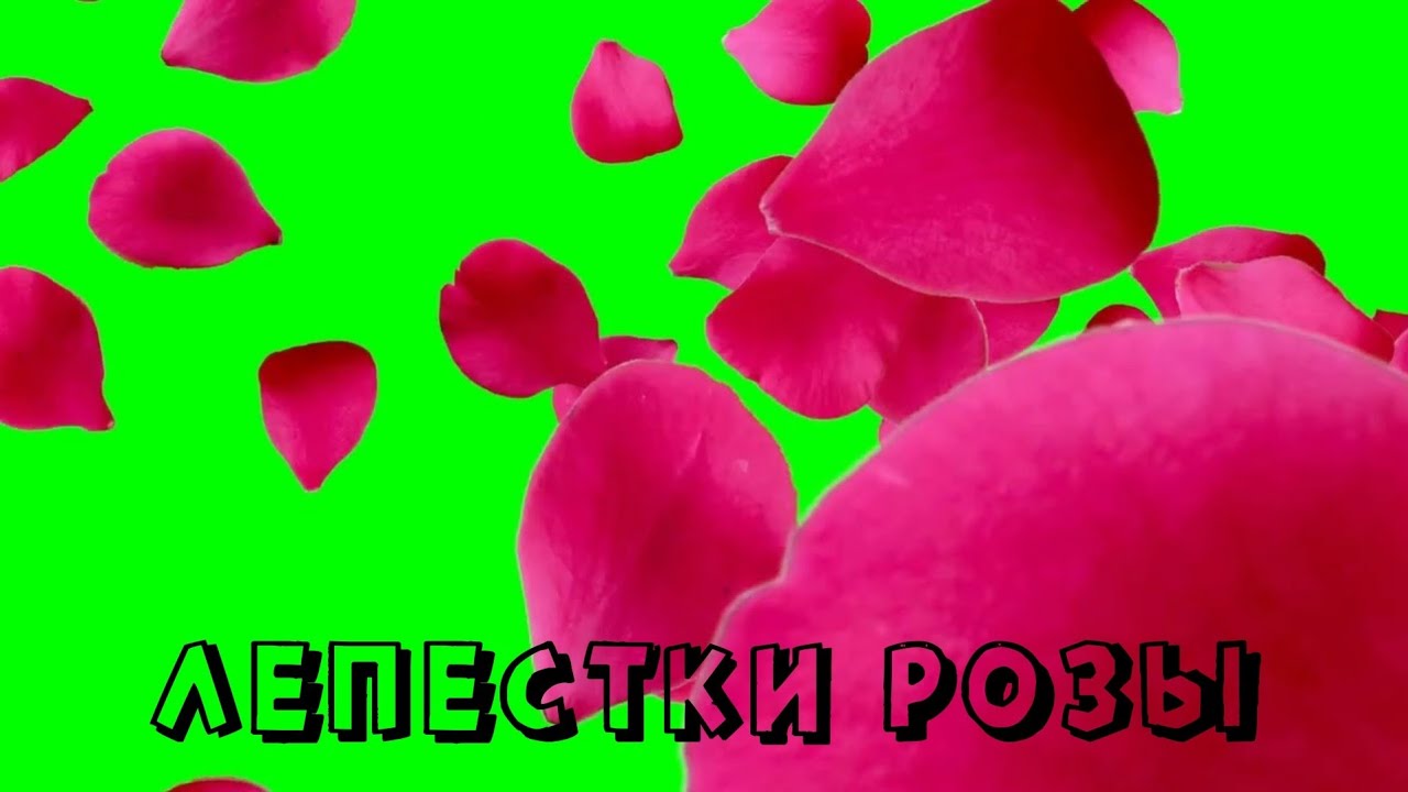 ЛЕПЕСТКИ РОЗЫ на ЗЕЛЕНОМ ФОНЕ / ФУТАЖ ЛЕПЕСТОВ РОЗЫ - YouTube