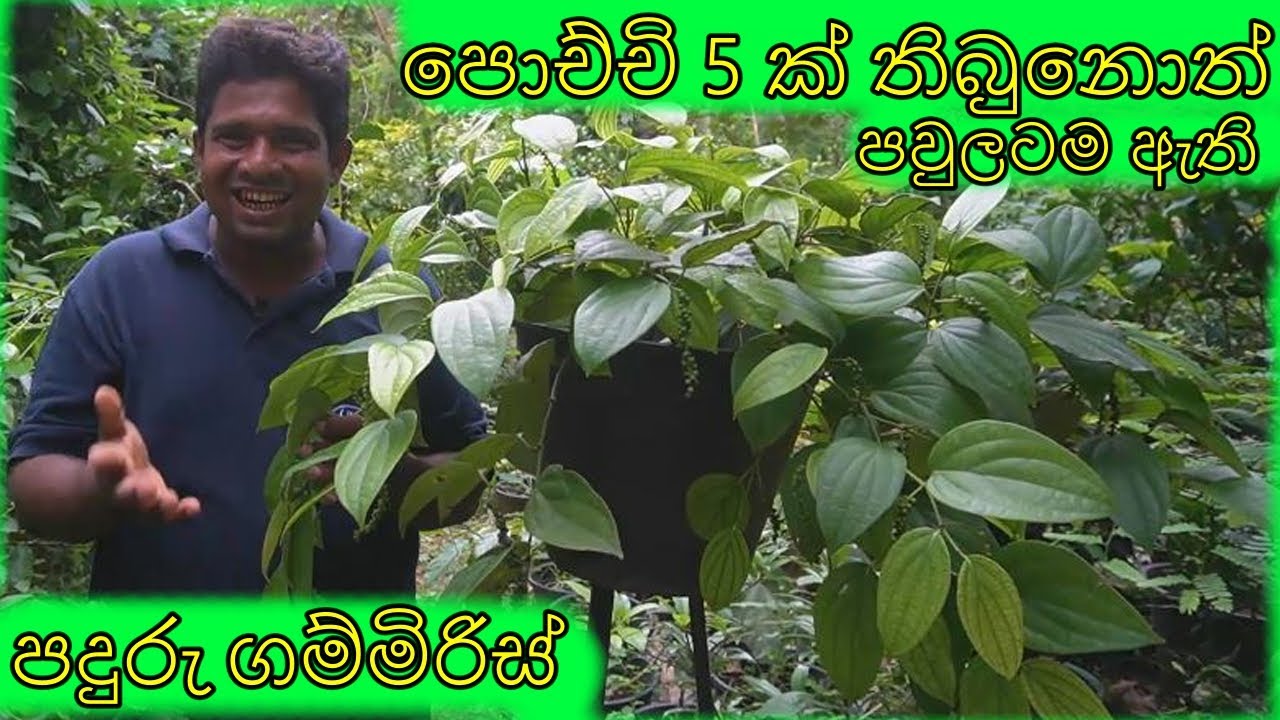 පදුරු ගම්මිරිස් ගම්මිරිස් වගාව බට් ගම්මිරිස් gammiris wagawa bat ...