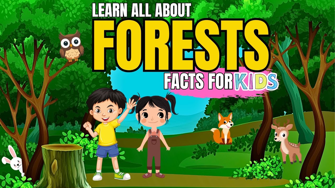 Learn All About Forest Facts For Kids YouTube learn-all-about-forest-facts-for-kids-youtube