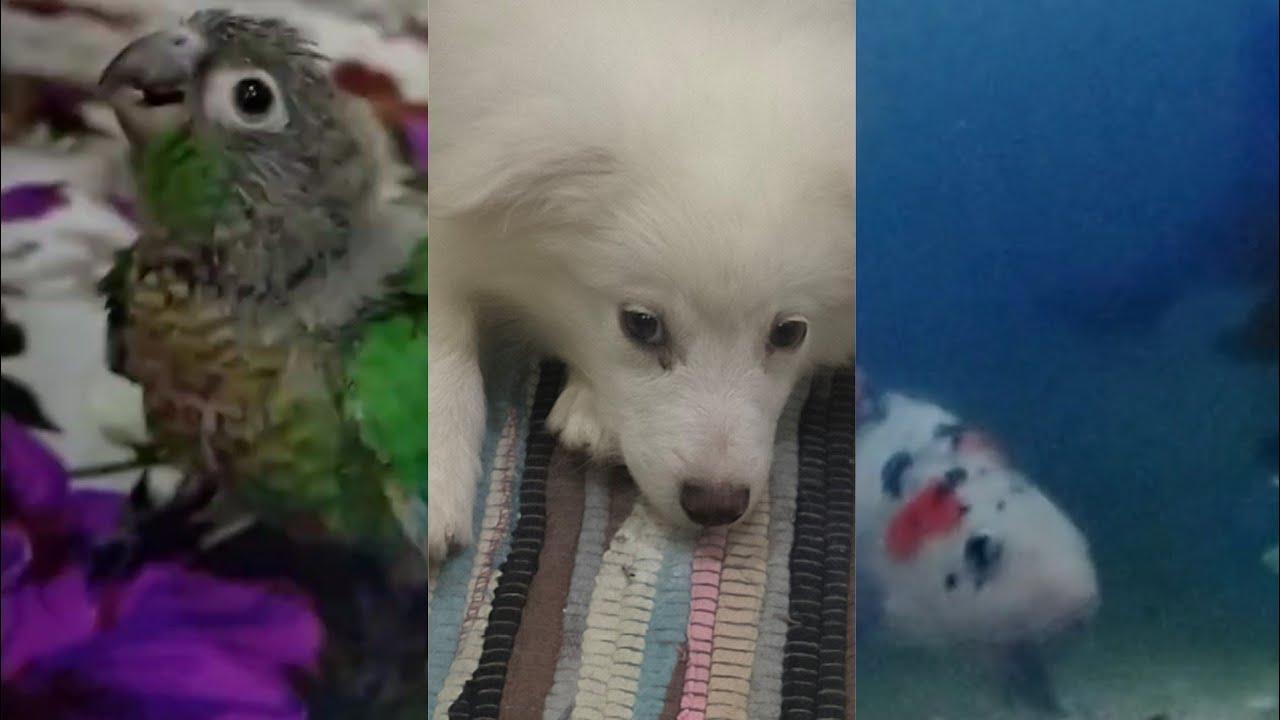 My pets🐦🐠🐕 - YouTube
