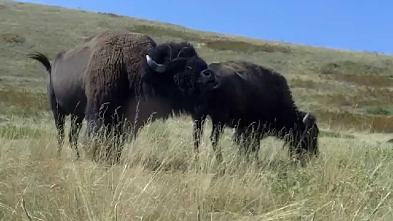 Montana buffalo mating season - YouTube