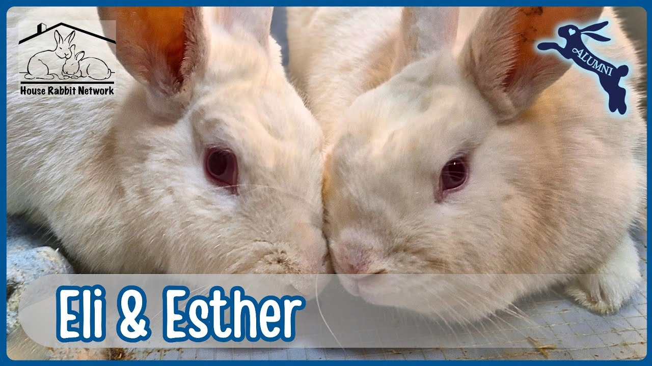 House Rabbit Network's Eli & Esther - YouTube