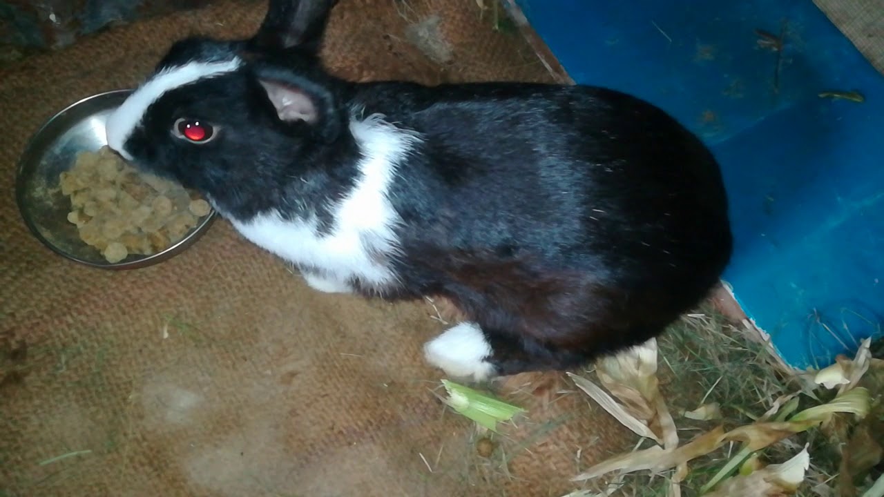Feeding Rabbit in Morning : Pallets Feed - YouTube