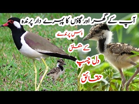 Red wattled bird ( tatiri) Pakistani most popular bird عجیب و غریب ...