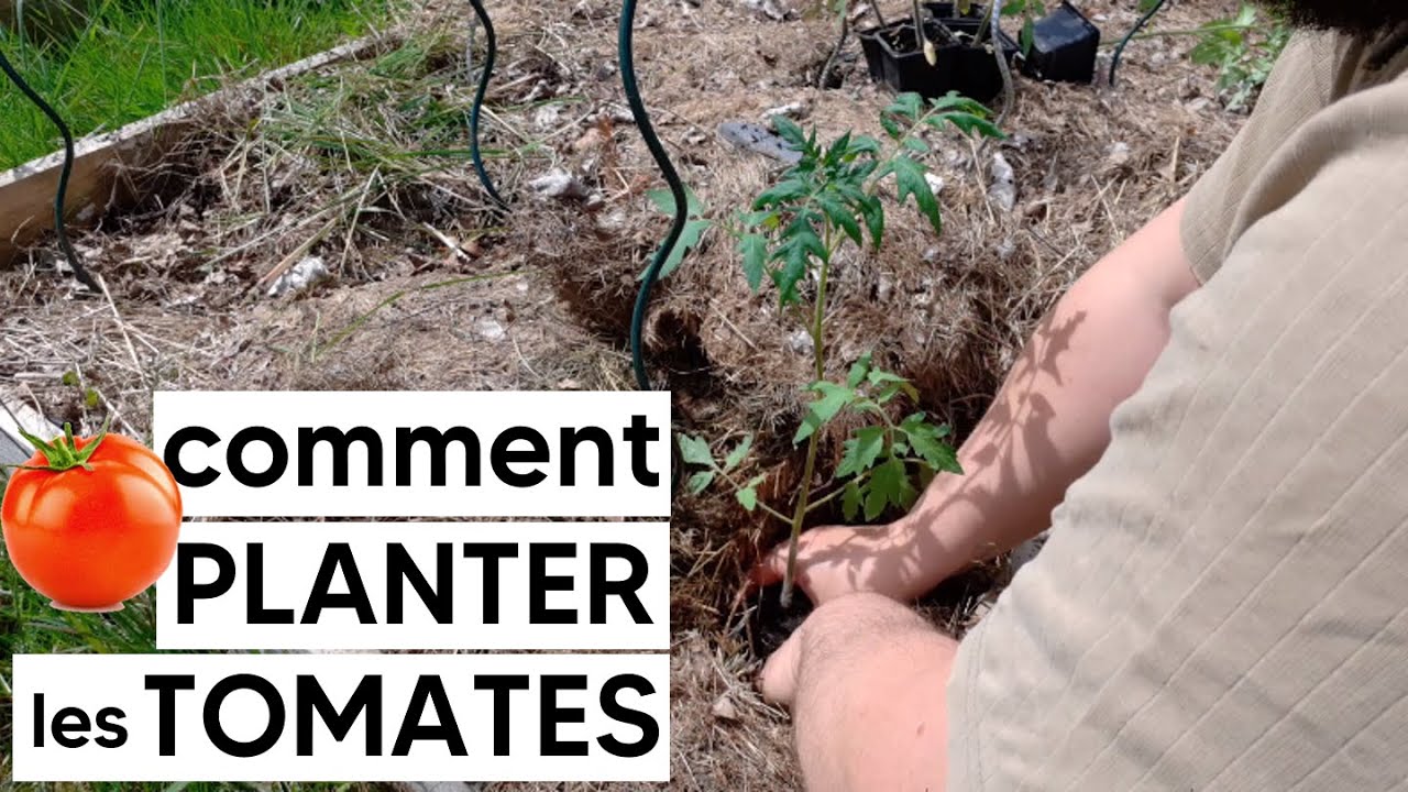 Comment PLANTER les TOMATES 🍅 - YouTube