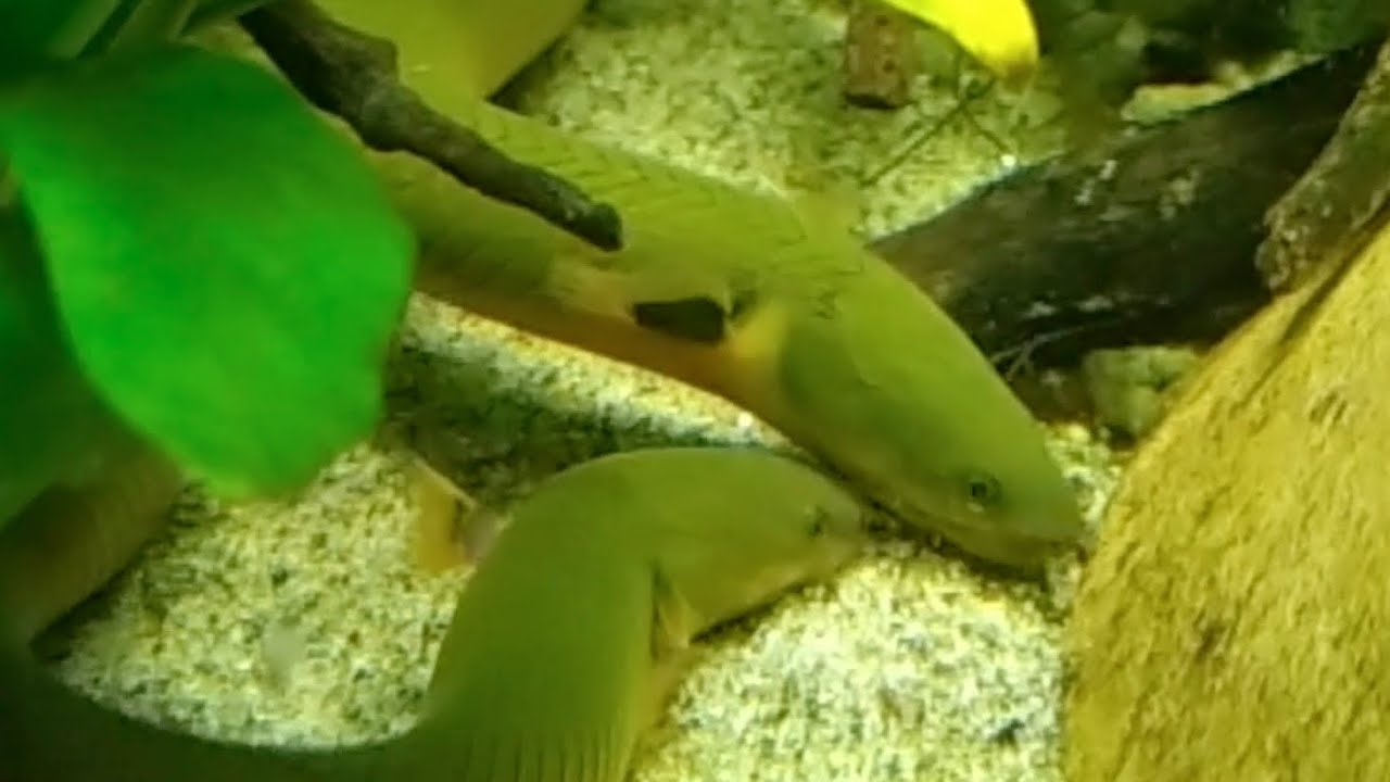 Secrets of a Reedfish: Guidance and Care - YouTube