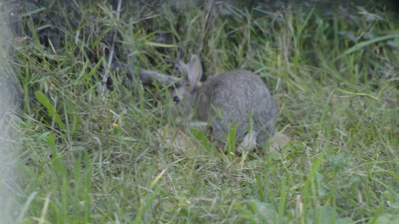 Coniglio selvatico europeo (Oryctolagus cuniculus Lilljeborg,1873 ...