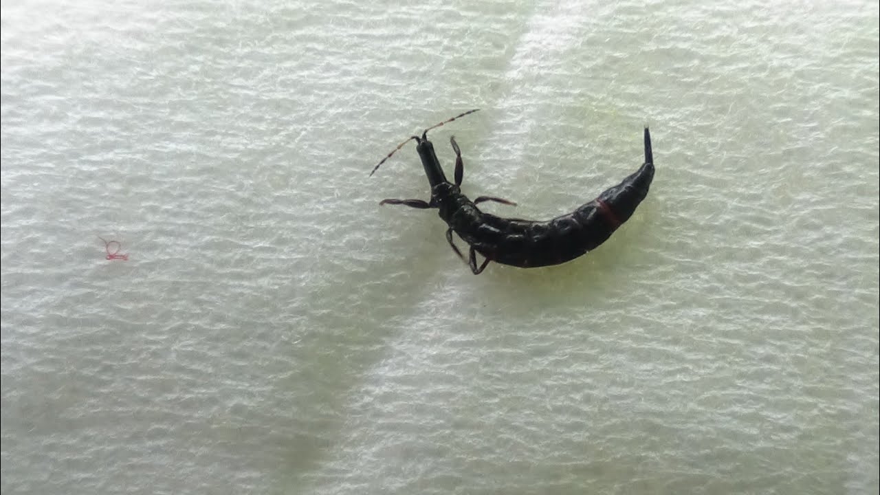 Thripidae sp. - ??? - (Thripidae) - Thrips, thysanoptère - YouTube