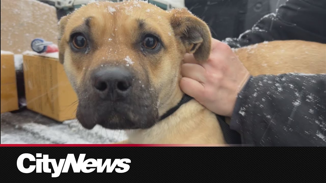 Save A Dog Network in Winnipeg fundraising for new mobile unit - YouTube