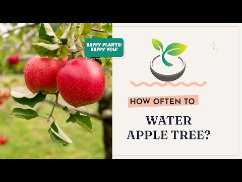 How Often Should You Water Your Apple Tree