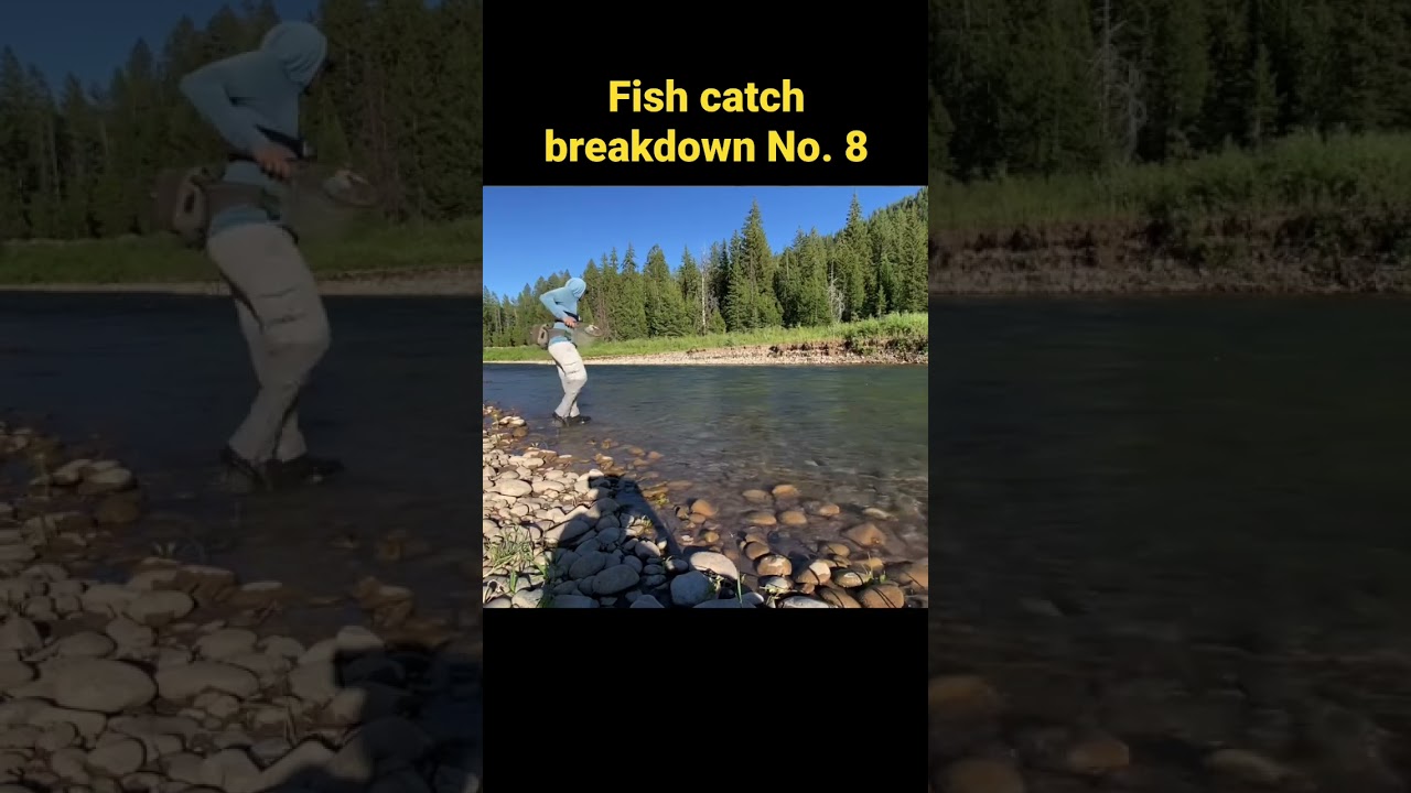 Fish catch number 8 is super great :) #shorts - YouTube