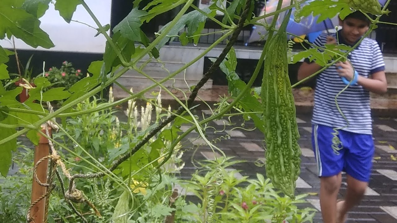 Bitter guard/പാവയ്ക്കാ ചെടി - YouTube