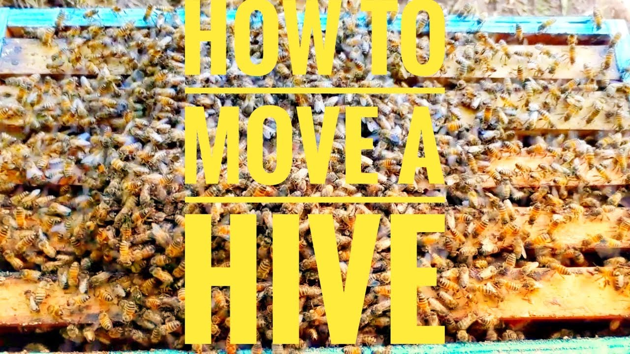 🌎 How to move a hive losing less bees as possible - YouTube