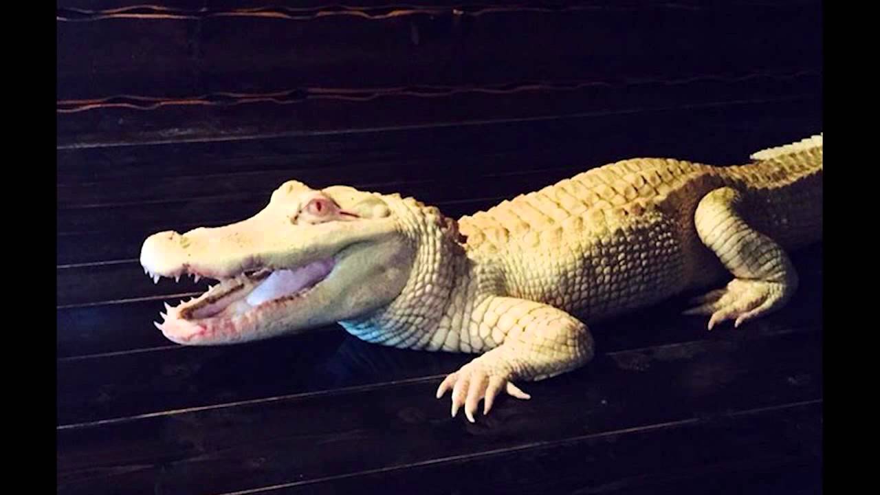 Albino Alligator Pearl at Fudpuckers - YouTube