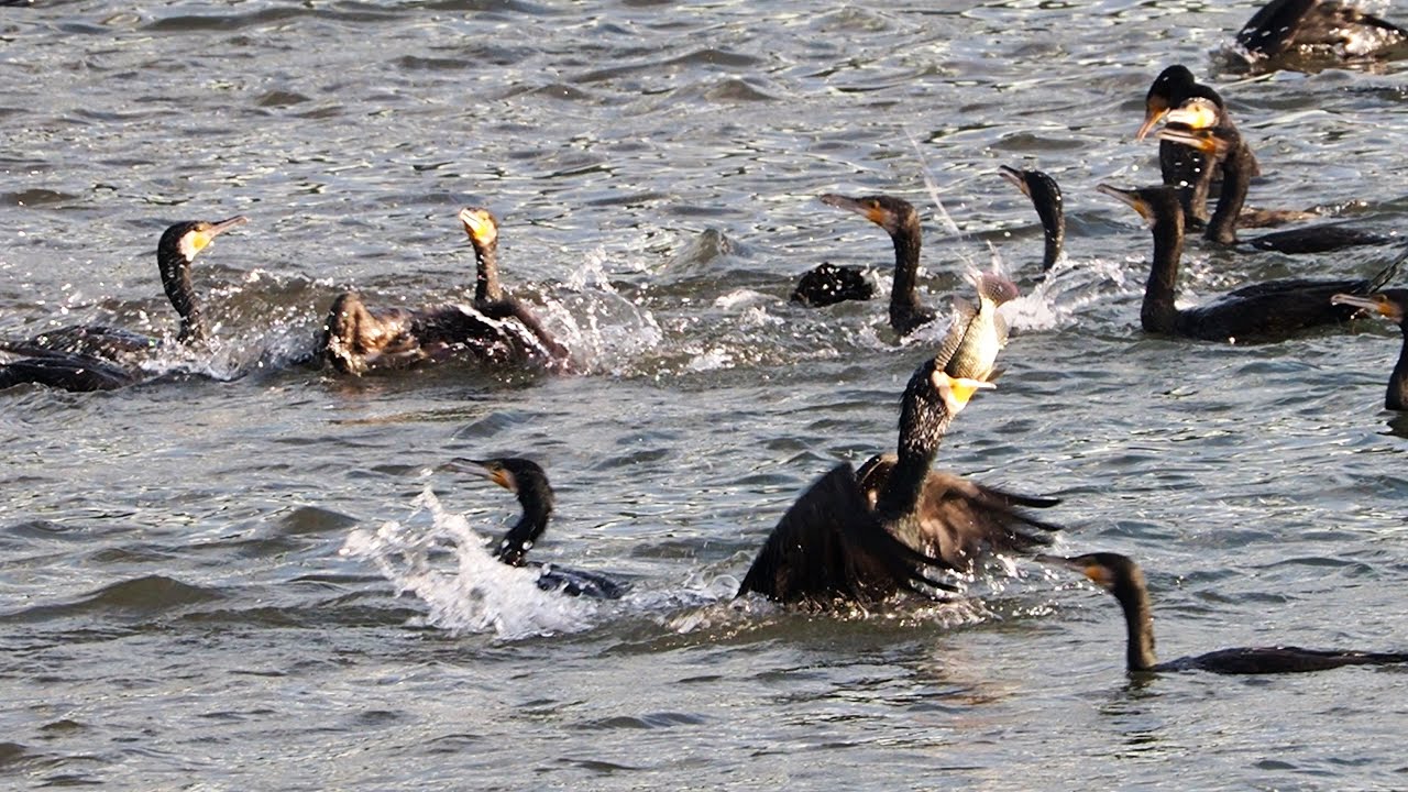 1120113 The great cormorants catching fish at Mei-Tee wharf. - YouTube