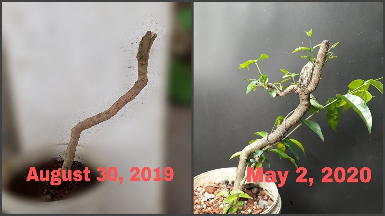 how to make literati / bunjin style bonsai | wrightia religiosa ...