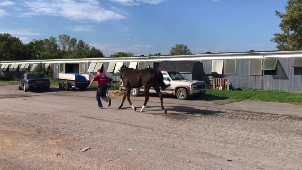 Tequila Roar - YouTube