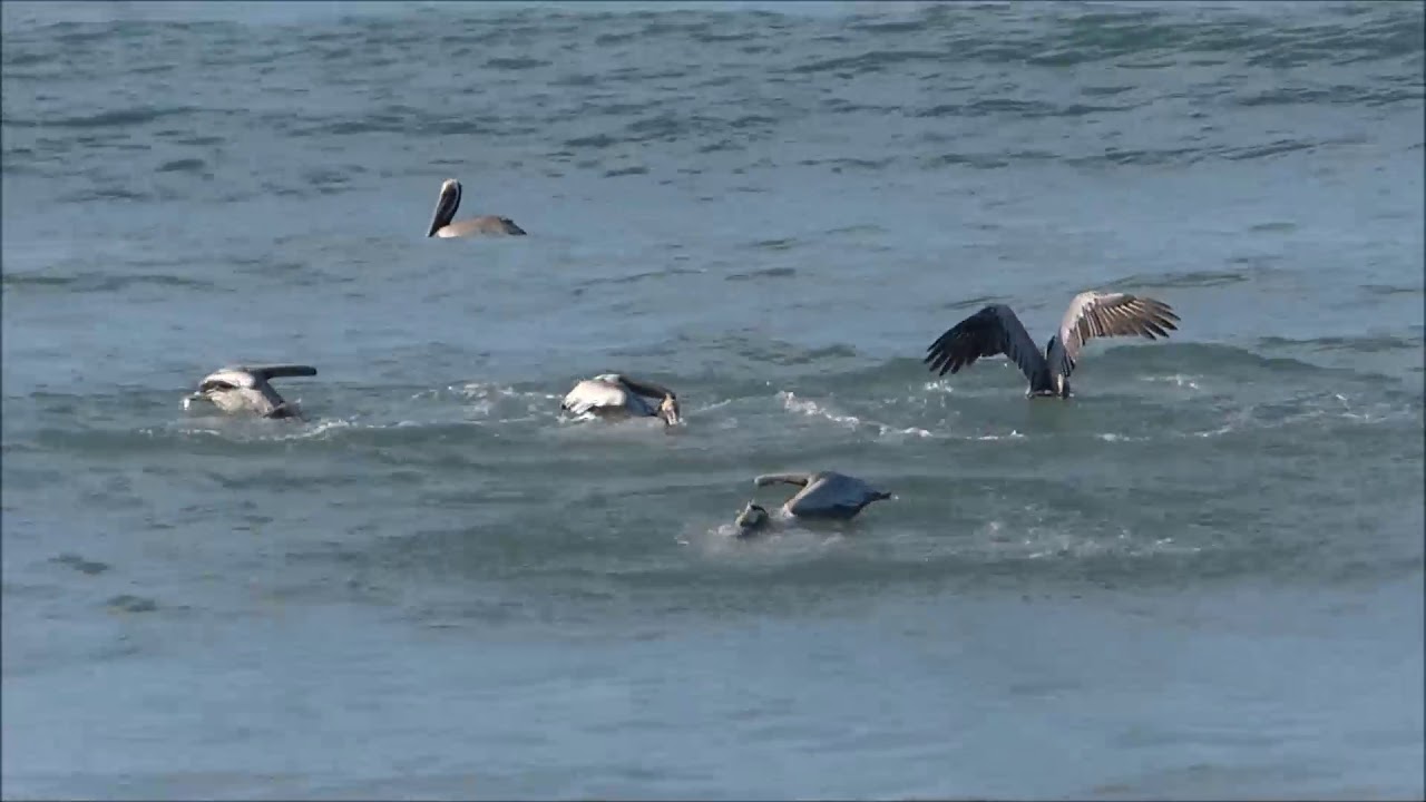 Pelicans fishing at Isla Jicaron - YouTube